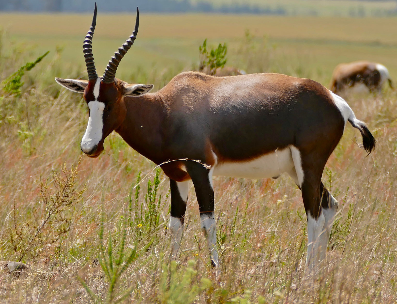 Fun Facts About Bontebok | Melozhori Private Game Reserve