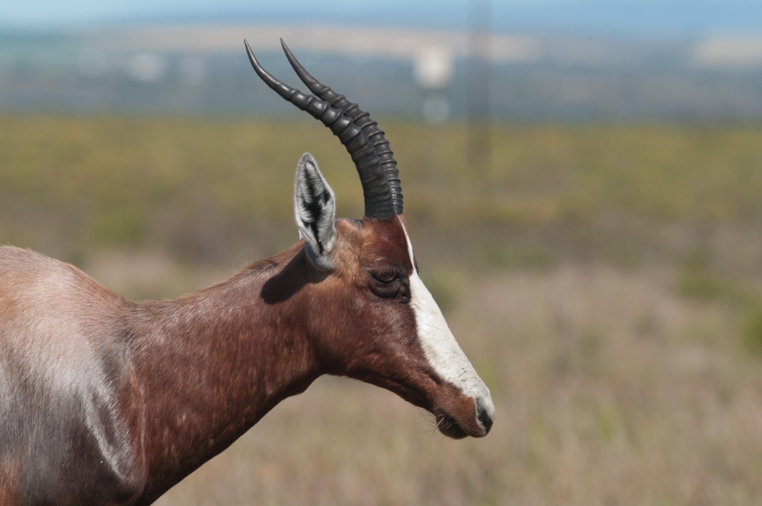 Fun Facts About Bontebok | Melozhori Private Game Reserve