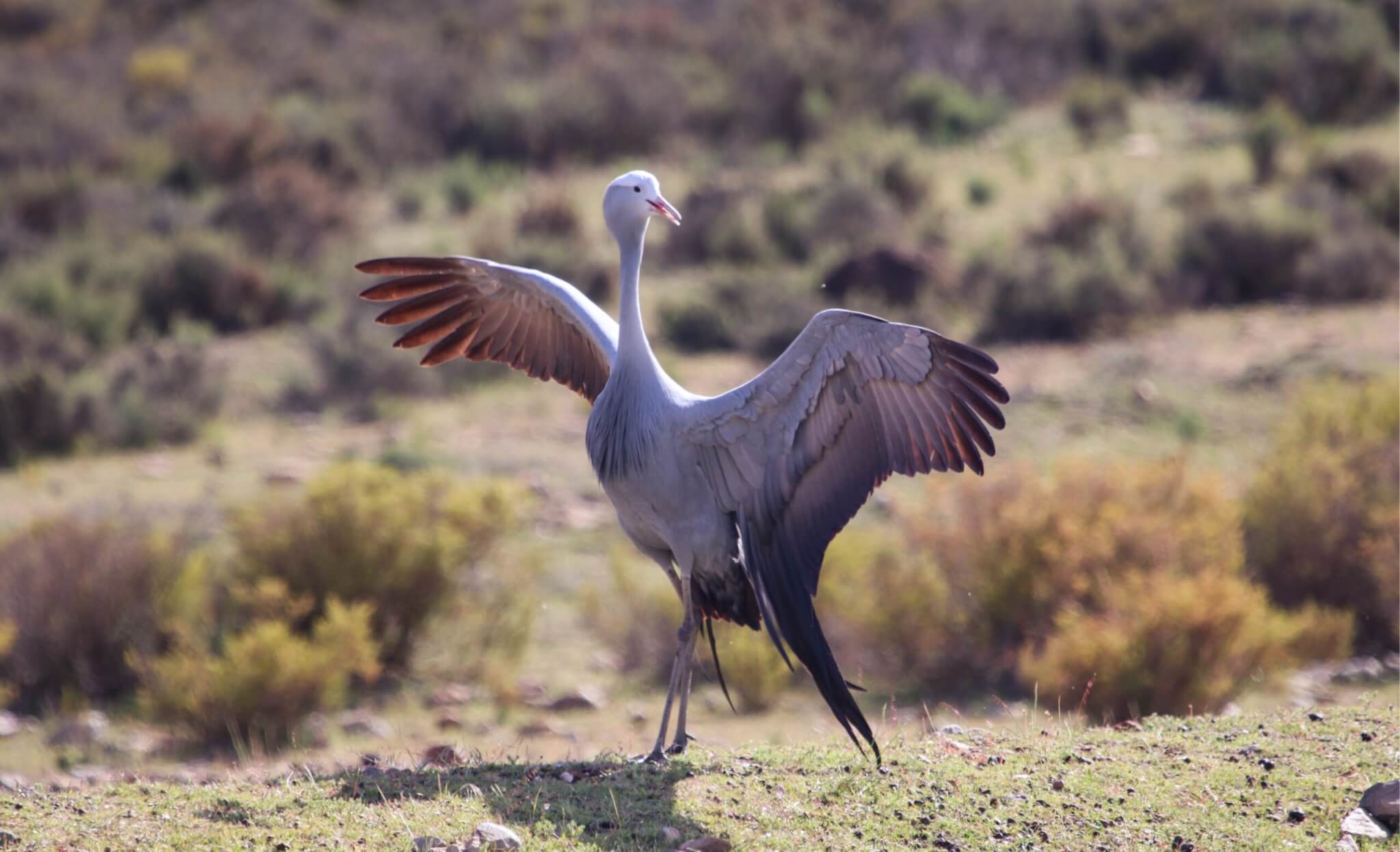 All About The Blue Crane | Melozhori