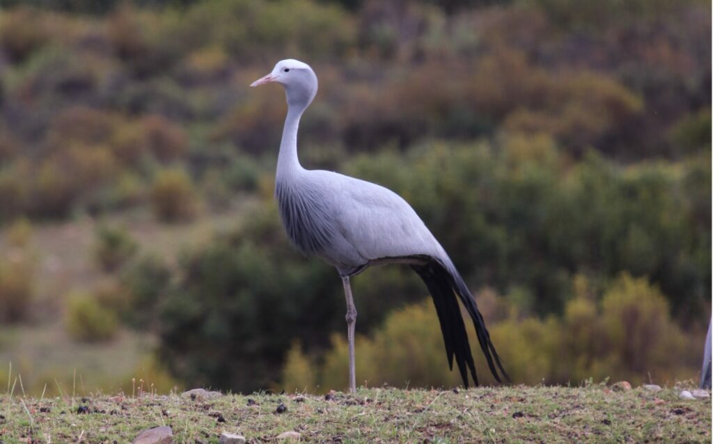 All About The Blue Crane | Melozhori