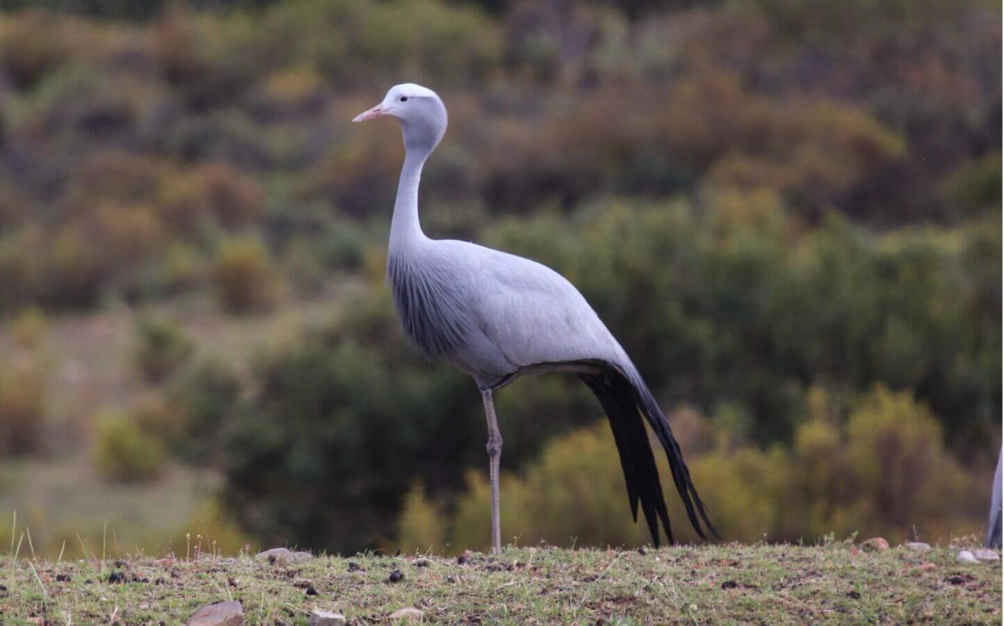 All About The Blue Crane | Melozhori