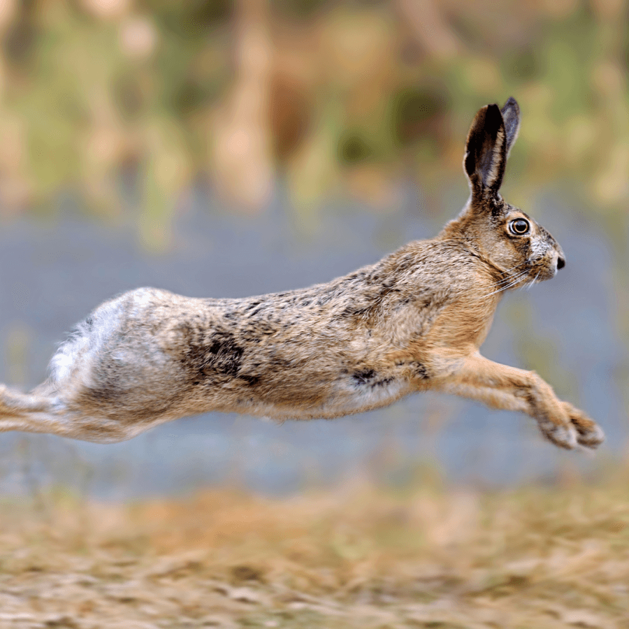 Collective Nouns of the African Bush | Melozhori Blog