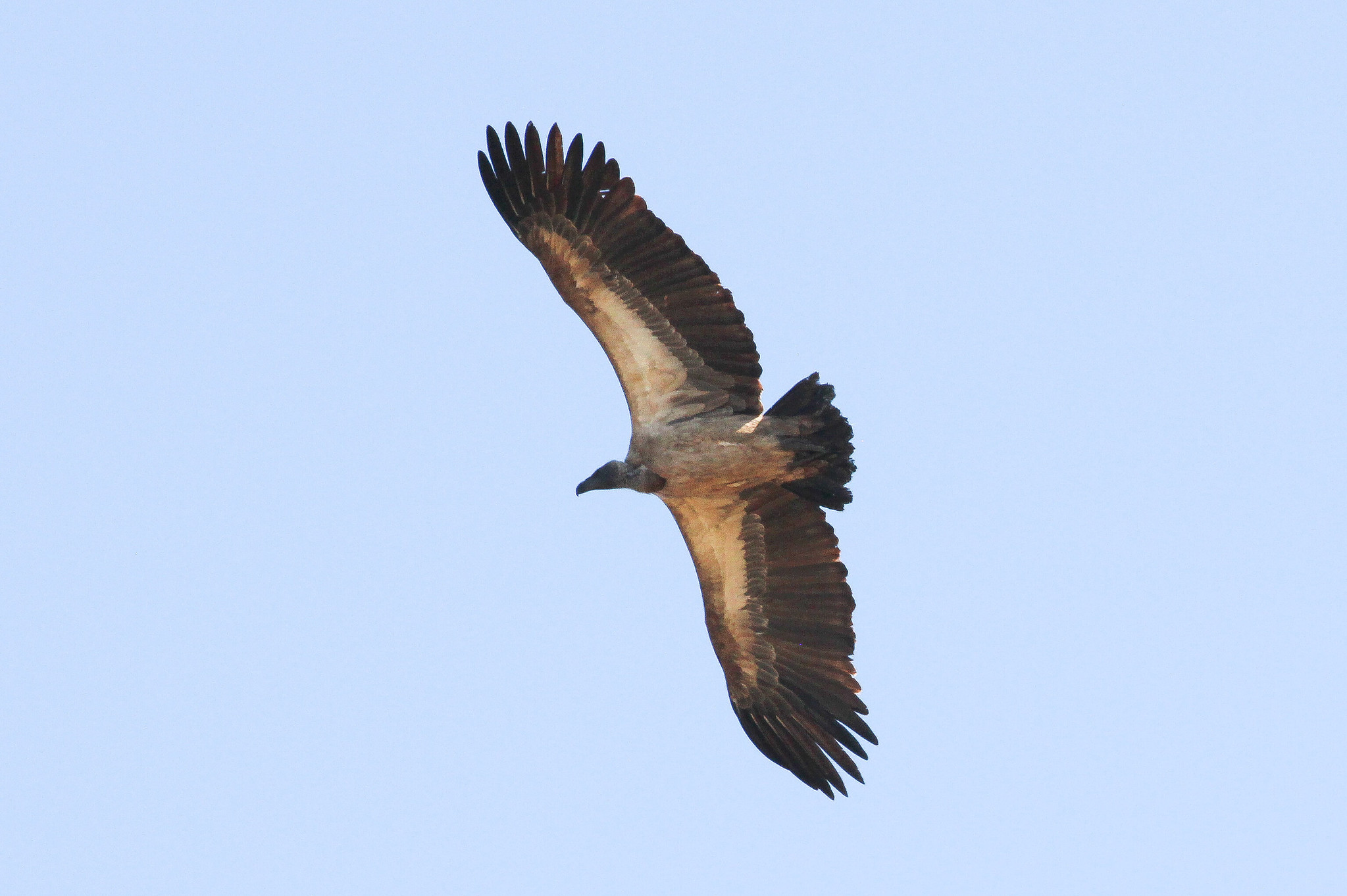 Western Cape Birding | Melozhori Birding Guide Blog
